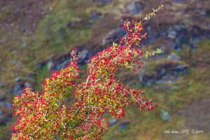 Cumbrian Dialect names for wildlife | Steve Shearwater